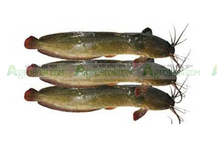 দেশি মাগুর মাছের চাষ ব্যবস্থাপনা - AgroBD24.com