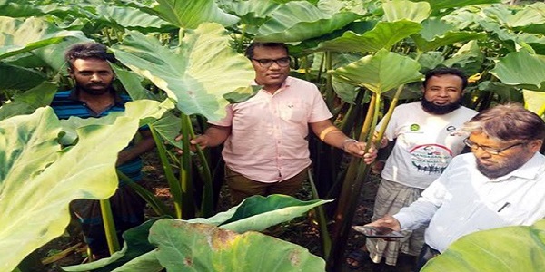 নওগাঁয় নিউটন কচু চাষে ঝুঁকছেন কৃষকেরা - AgroBD24.com