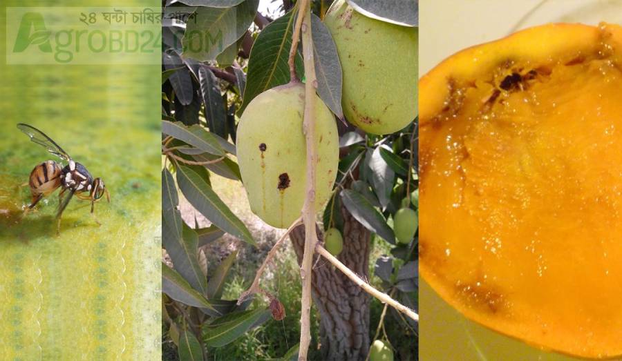আমের মাছি (Mango Fruit Fly) পোকা। - AgroBD24.com